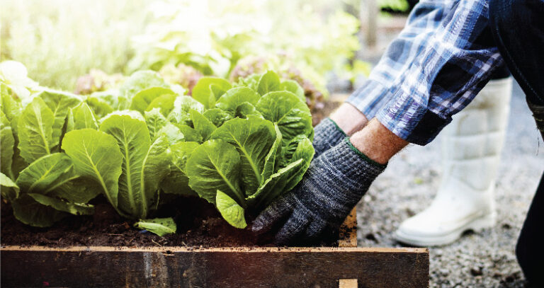 Harvest Right Commercial